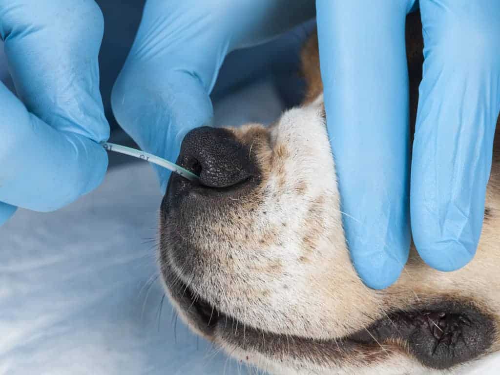 Nasogastric tube placement in a dog - Vygon Vet